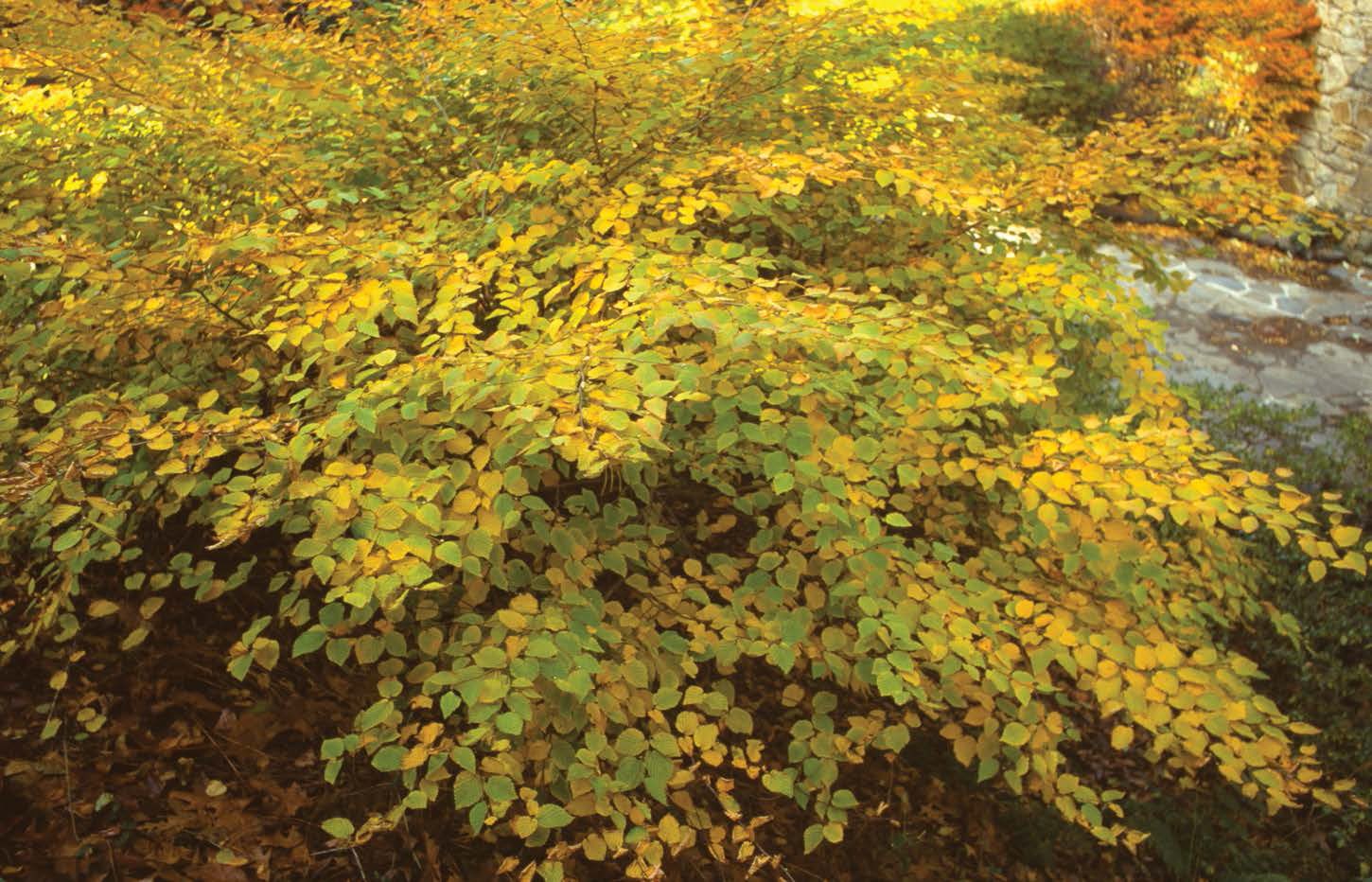 Buttercup Winterhazel - An Early Spring Fragrant tree
