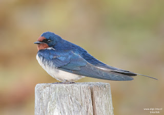 Irma's Natuurbeleving : Huiszwaluw en Boerenzwaluw