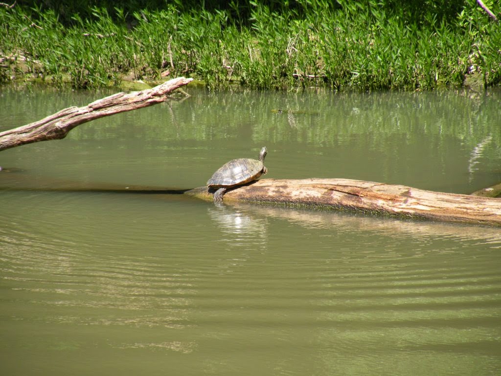 Erik's Choice: Dreams of Daylight, Totems at Midnight