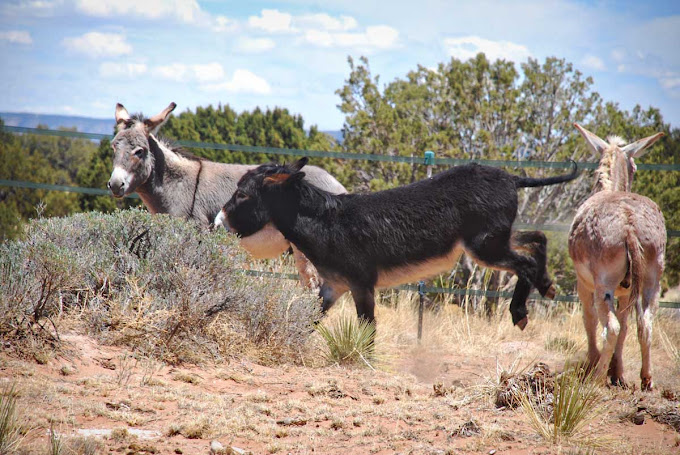 The 7MSN Ranch: The most photographed burros and donkeys on earth...