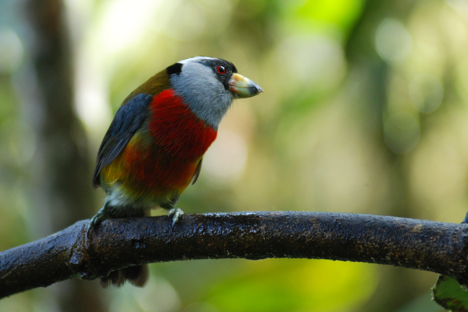Lumea necuvantatoarelor: toucan barbet-Toucan Barbet este unul dintre ...