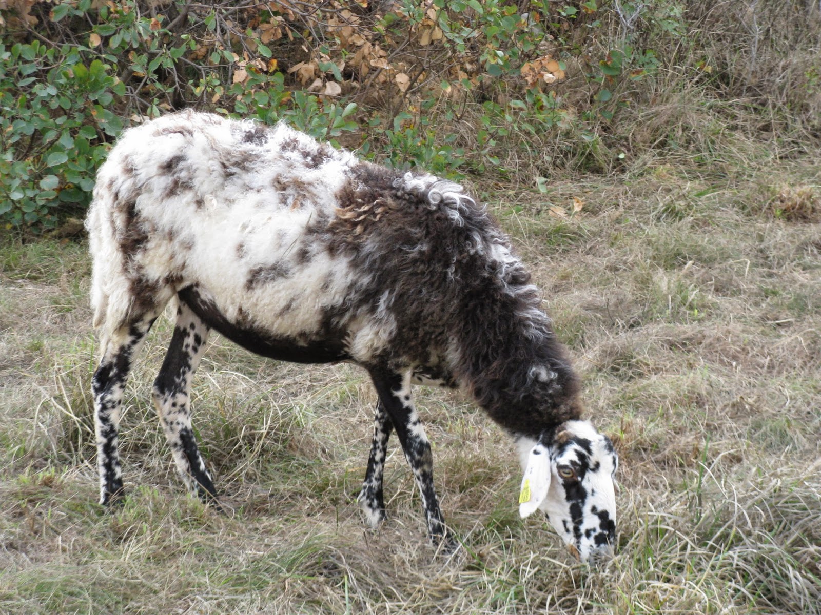 Natečaj Kraška hiša: Kraška ovca