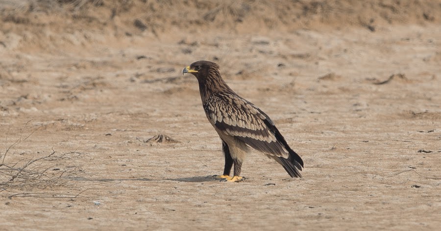 Birds of Saudi Arabia: Greater Spotted Eagle - Jubail
