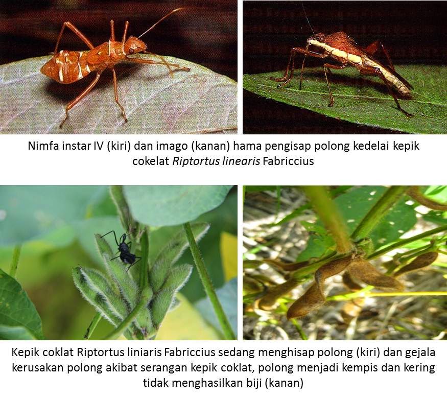 Kumpulan Informasi Teknologi Pertanian: Waspadai Hama Pengisap Polong ...