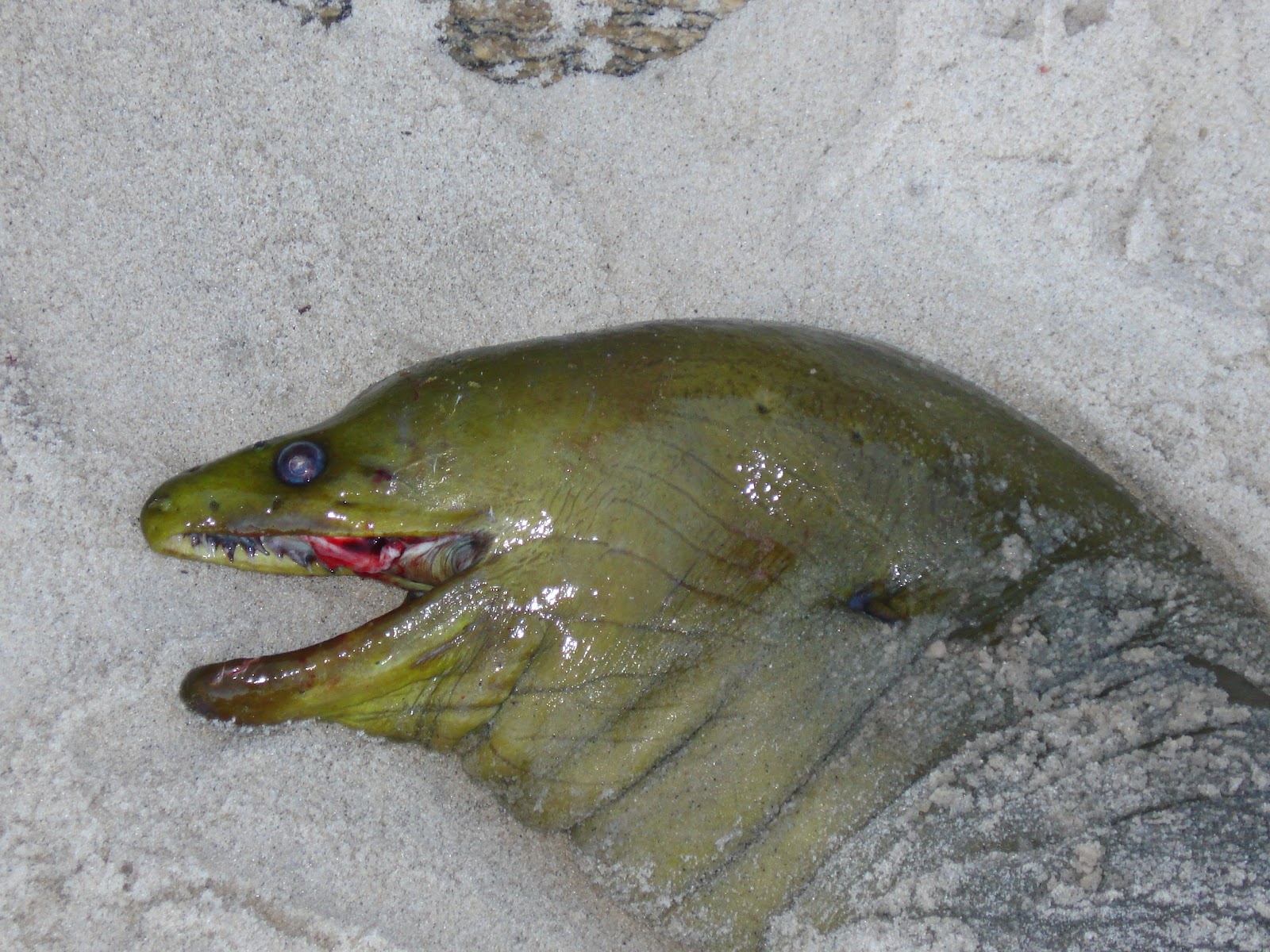 Moreia ataca em Ipanema!