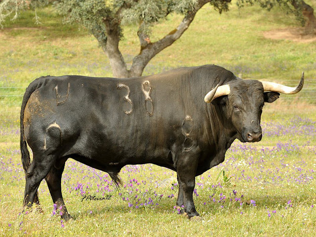 Asociación Toreo en Red Hondo: PINTAS DEL TORO DE LIDIA (5): LOS TOROS ...