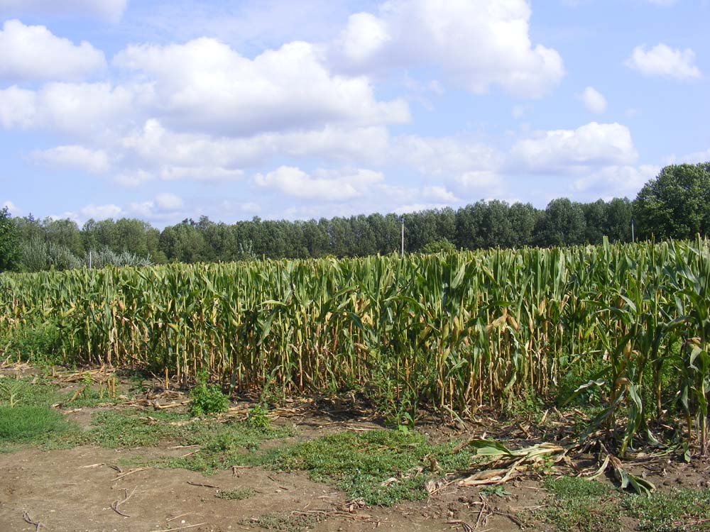 Days on the Claise: All the Maize in France