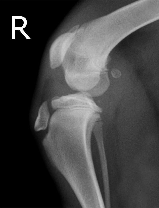 ARTROVET: Luxación lateral de rótula