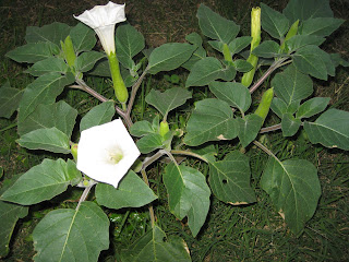 HerbCrafting: Witches New Year Flying Ointment