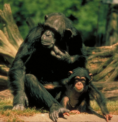 ResearchGirl: Comparing Sociality and Mating in Primates
