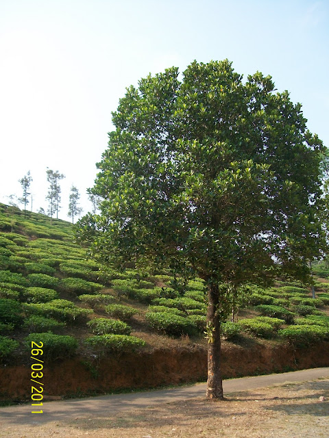 Travel Through Kerala: Kuruva Island: Wayanad (Kerala) is rising in the ...