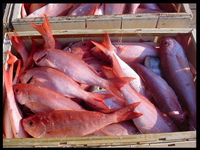 F.Y.I.: B-Liner Snappers