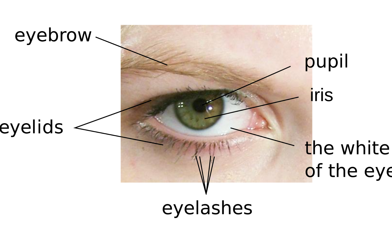 NATURAL SOCIAL SCIENCE Summary The Senses NATURAL SOCIAL SCIENCE Summary The Senses