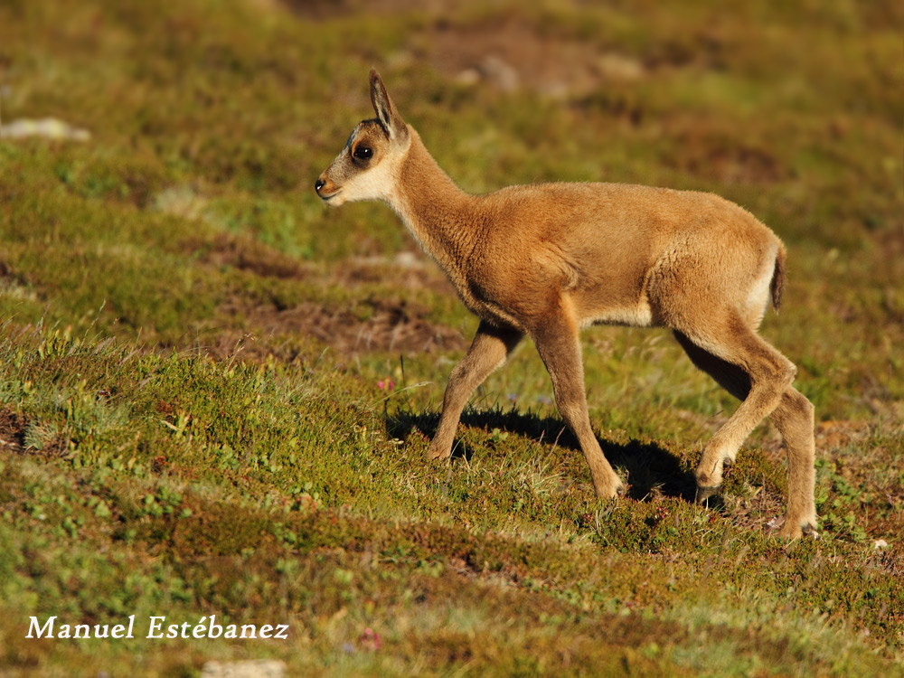Miradas Cantábricas: Rebeco (Rupicapra rupicapra)