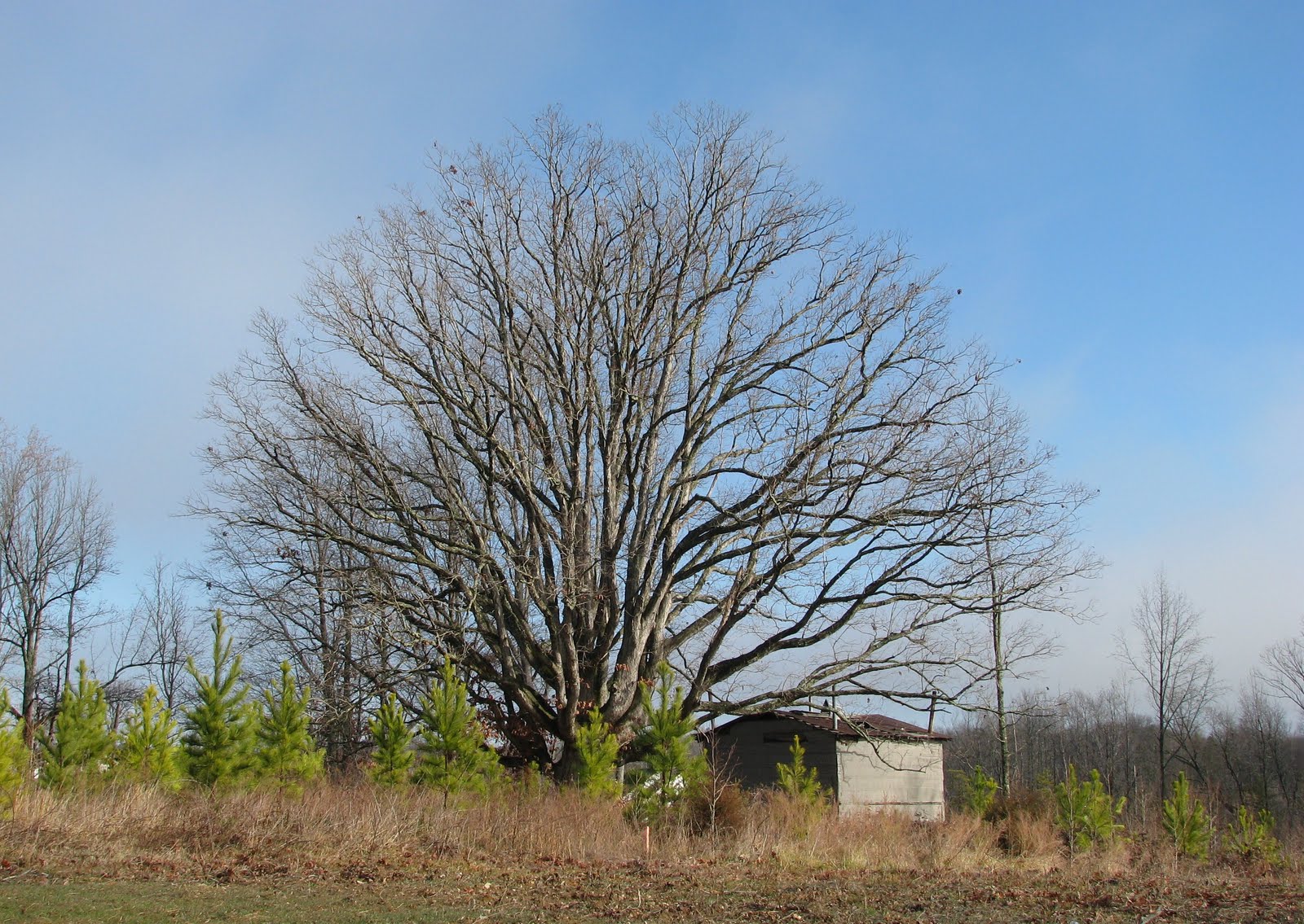Dianne's Big Tree: Dianne's Big White Oak Tree