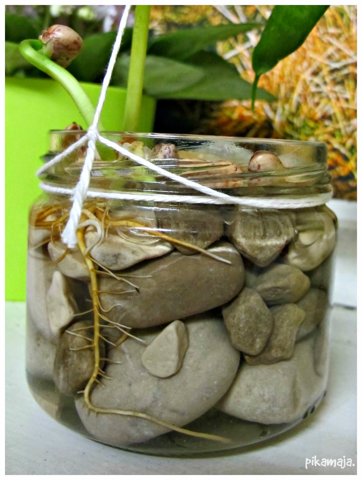 PIKAPOKICA : naš fižol