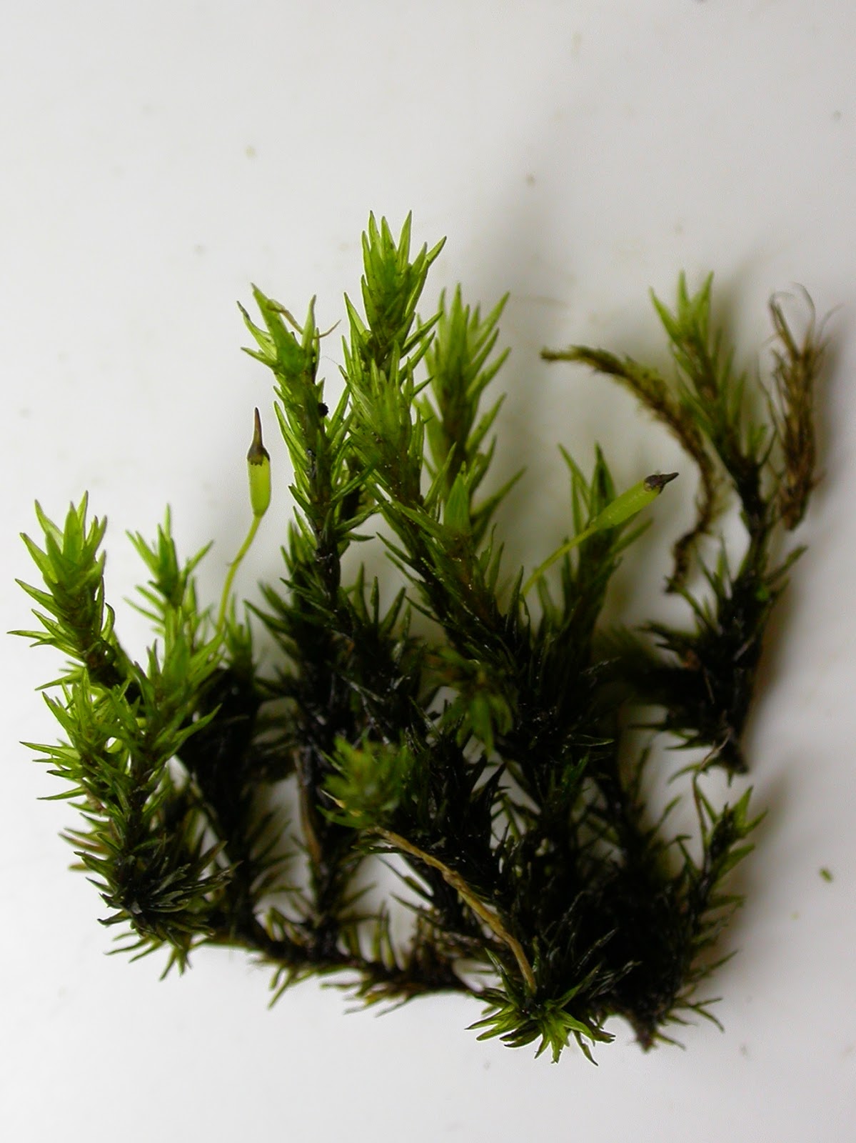 South Wales Bryophytes: Racomitrium confusion