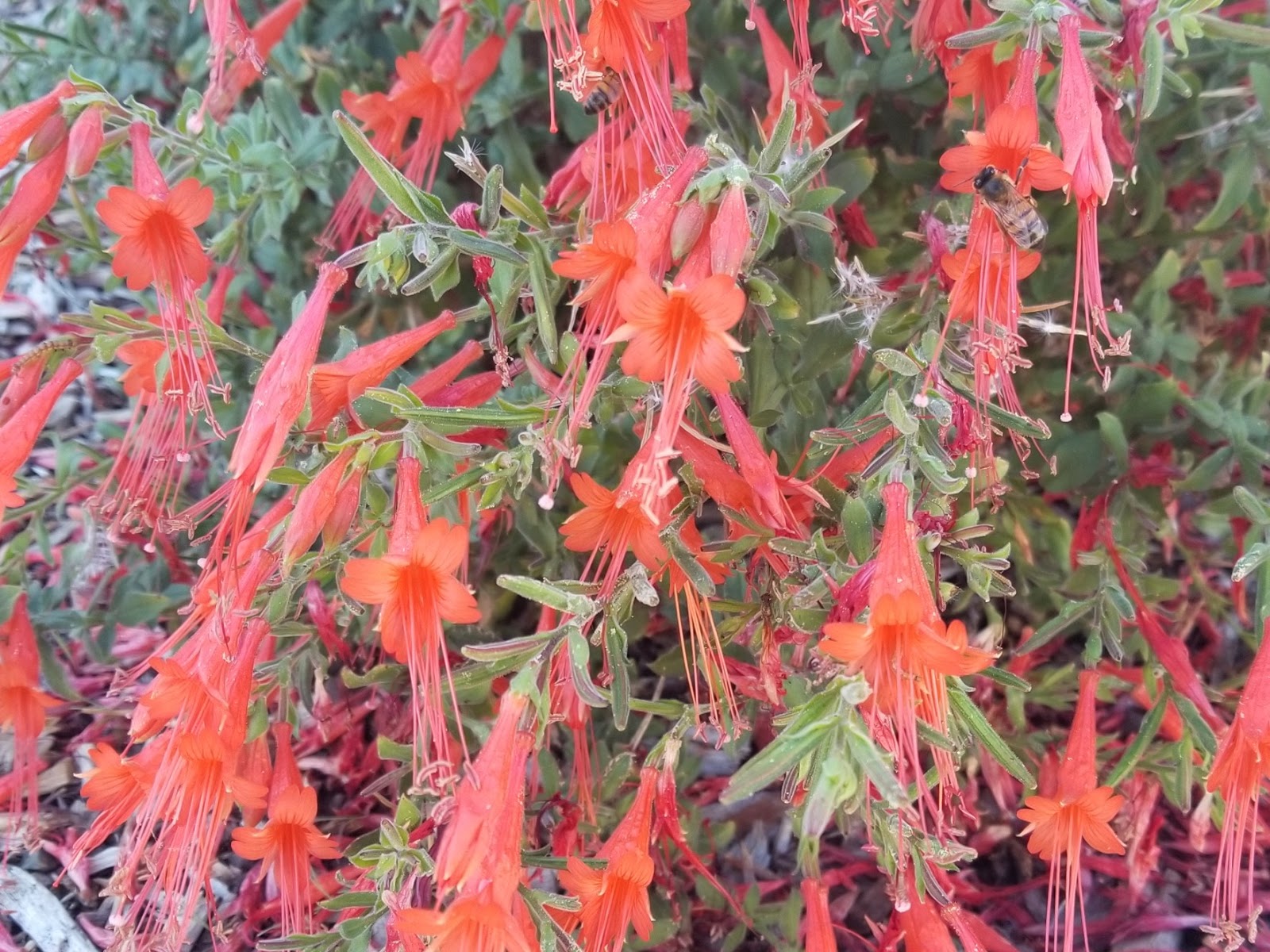 The 2 Minute Gardener: Photo - California Fuchsia (Epilobium canum)