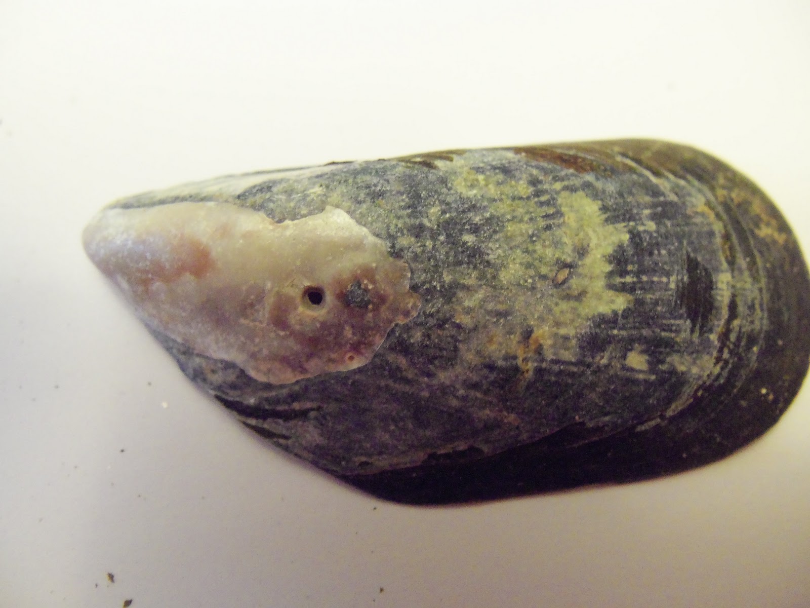 Huntsman Marine Science Centre: Blue mussels