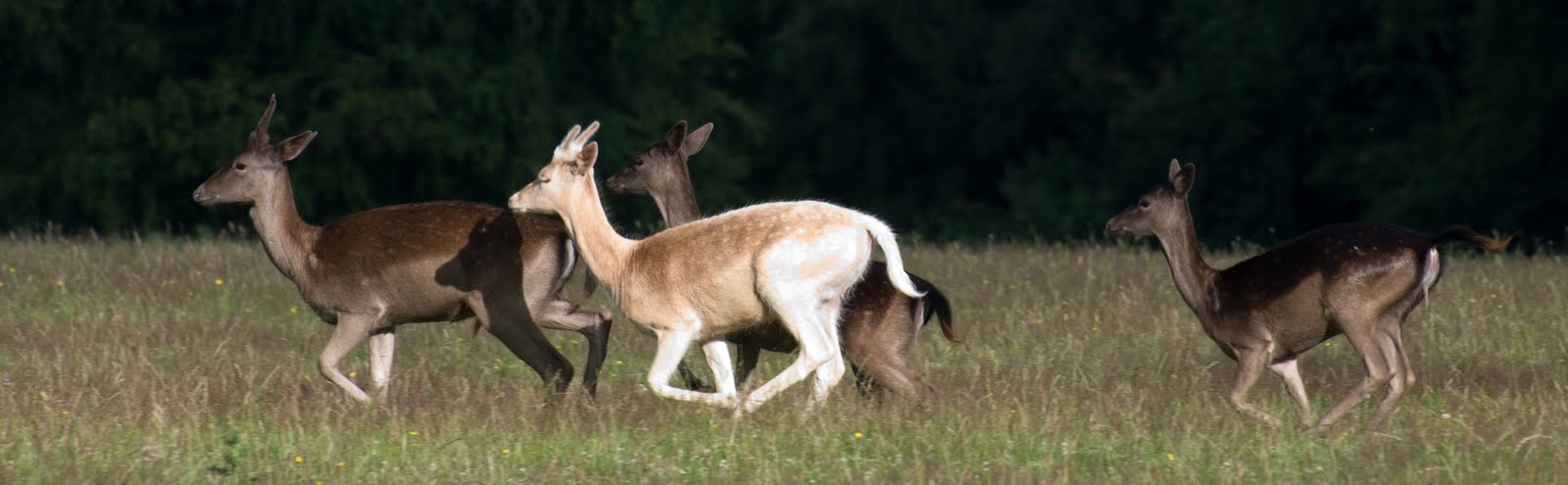 Photography by MickB: Fallow Deer Coat Variations
