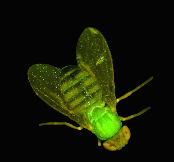 Méduses: GFP