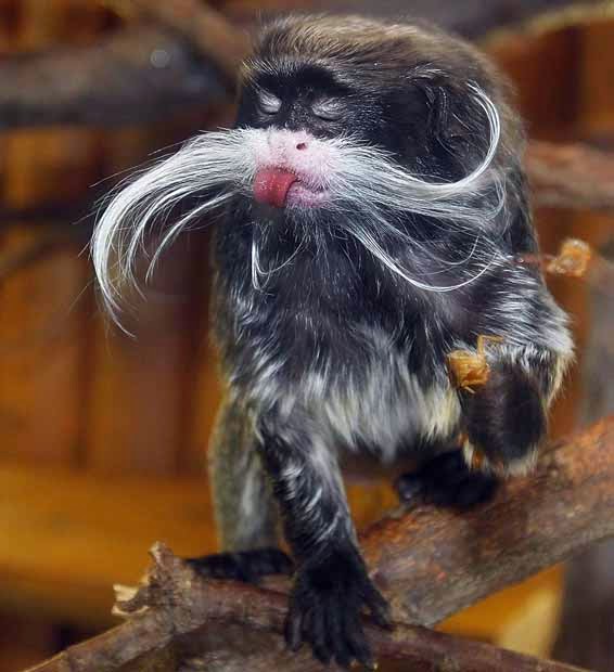 HQ Wallpapers: Emperor Tamarin Pictures