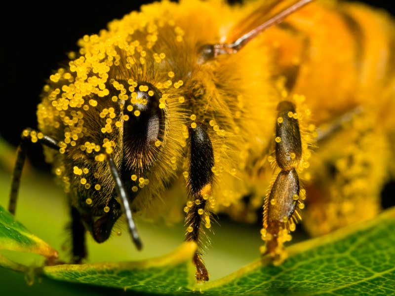 IMPORTÂNCIA DOS INSETOS ~ E N T O M O L O G I A E M F O C O