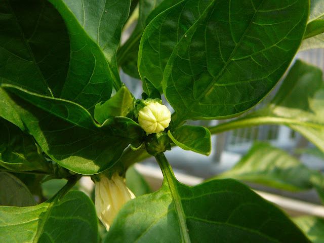 My Apartment Garden: Sweet Peppers Continued - The first sign of Fruit!