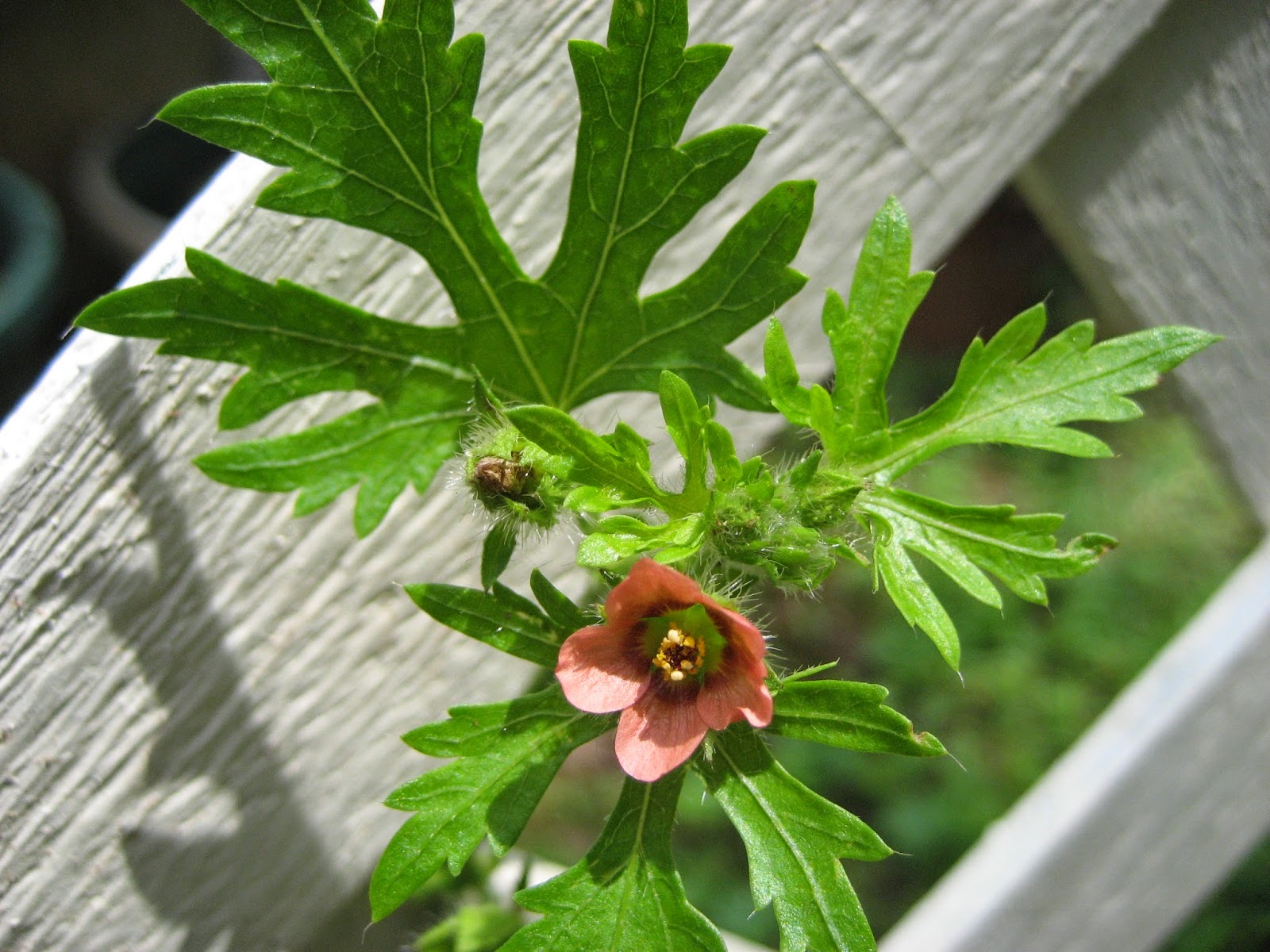 Discovering His Creation: Carolina Bristle Mallow (Modiola Caroliniana)