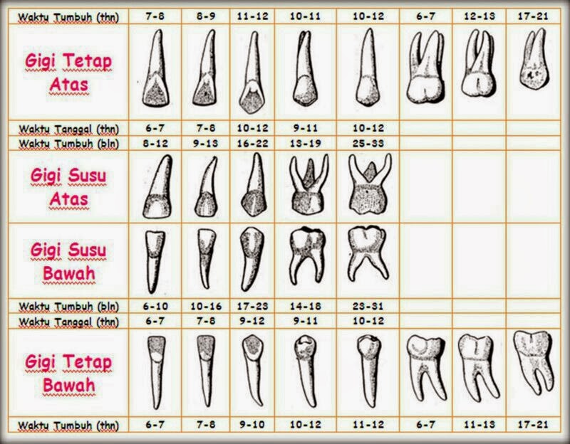 Dakulah Penjaga Hatimu /: / Cabut Gigi Susu!