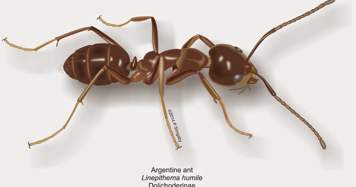 - Ants of Southern Africa -: The Ant Word