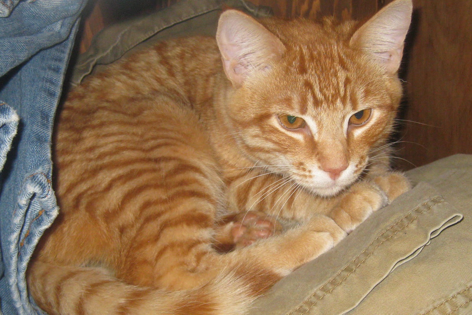 A Tale of Two Fikelings