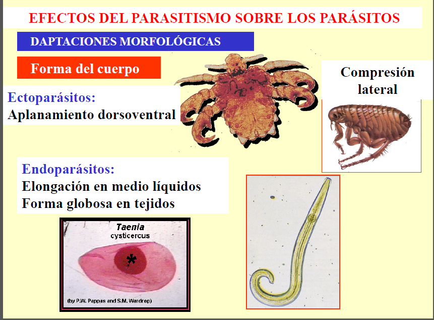 Ejemplos De Parasitismo En Los Seres Vivos Compartir Ejemplos Images