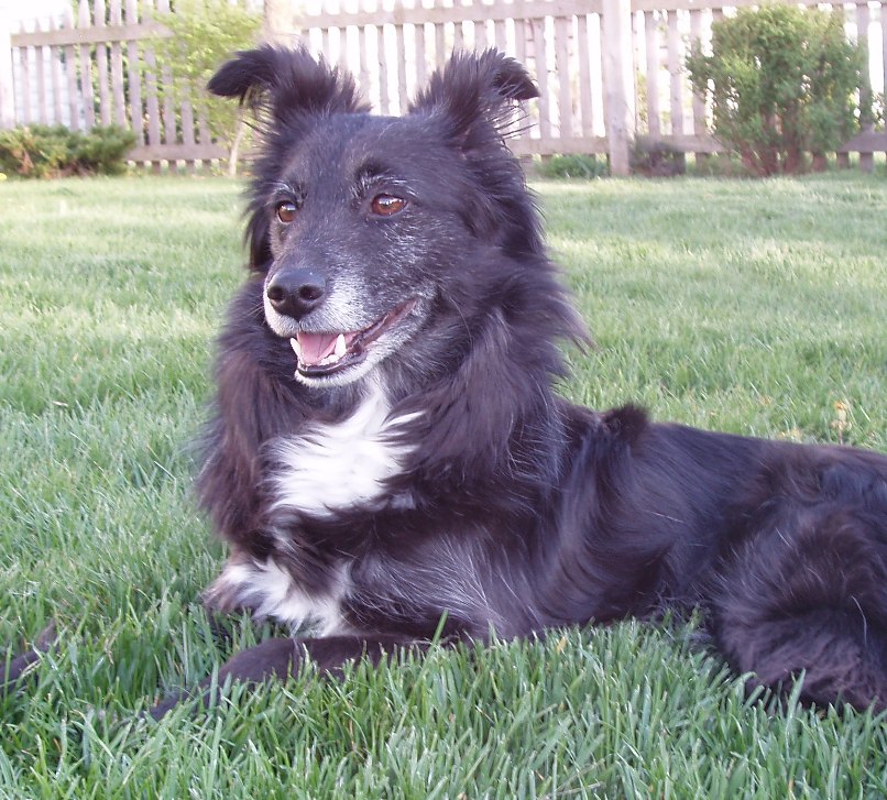 Raise a Green Dog!: Great green and organic tips for Fall lawn care!