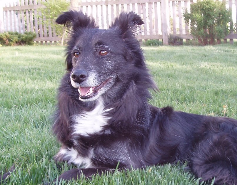 Raise a Green Dog!: Great green and organic tips for Fall lawn care!