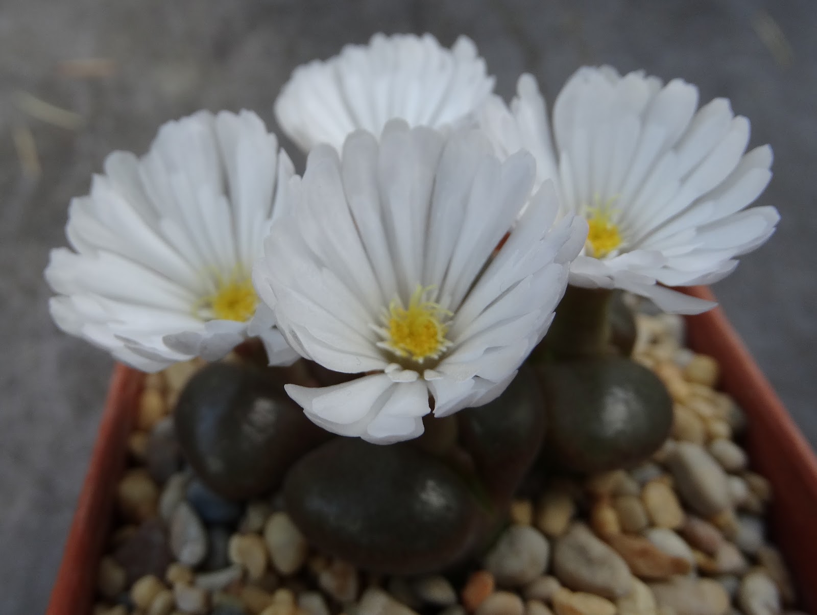 Succulent Sundae: CONOPHYTUM PRAESECTUM