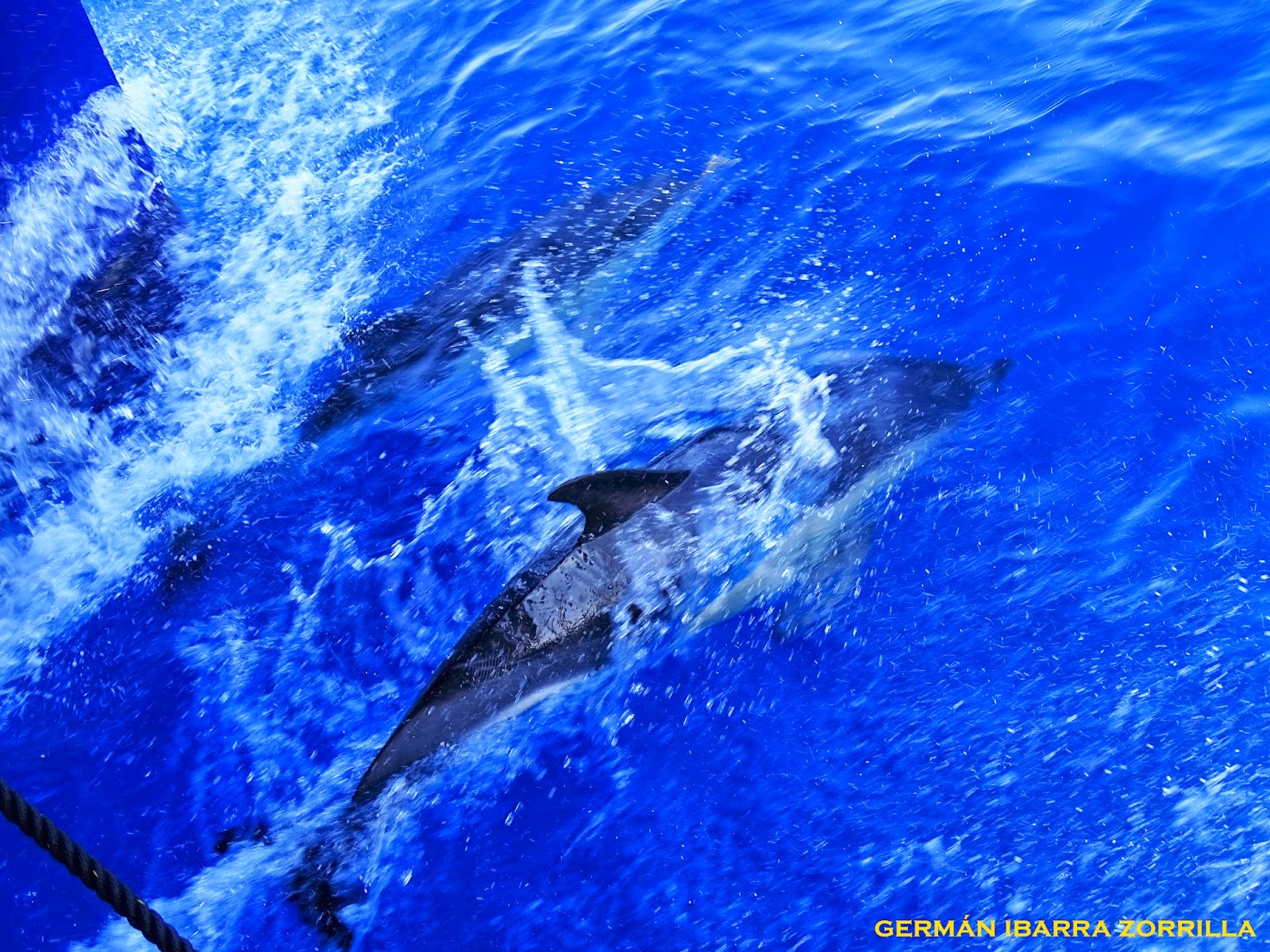 FAUNA COMPACTA el blog de Germán Ibarra Zorrilla: Delfín común ...