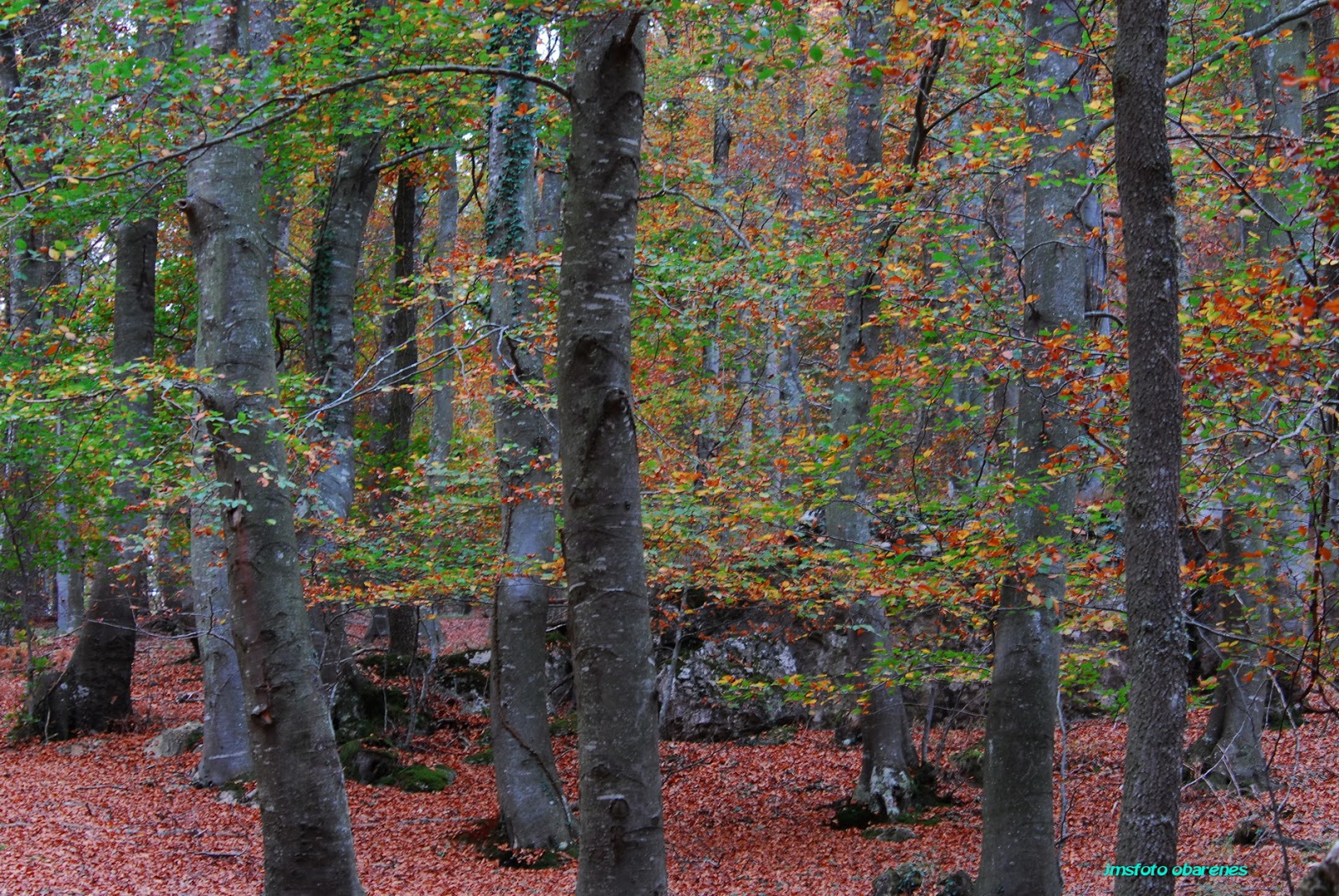 MONTES OBARENES ENTORNO Y VIDA: Color en el hayal