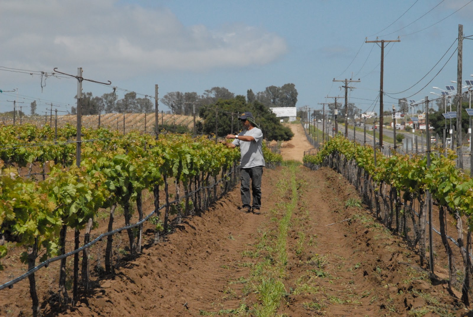 Fratelli Pasini: Replantación por medio de "Modroños"