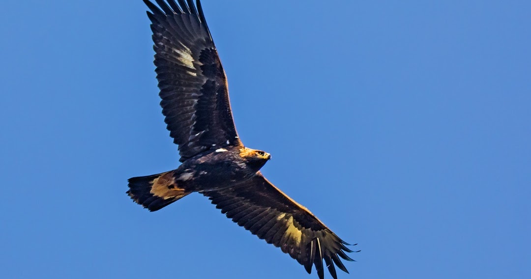 Coastal Virginia Wildlife Observatory: An assortment of raptors
