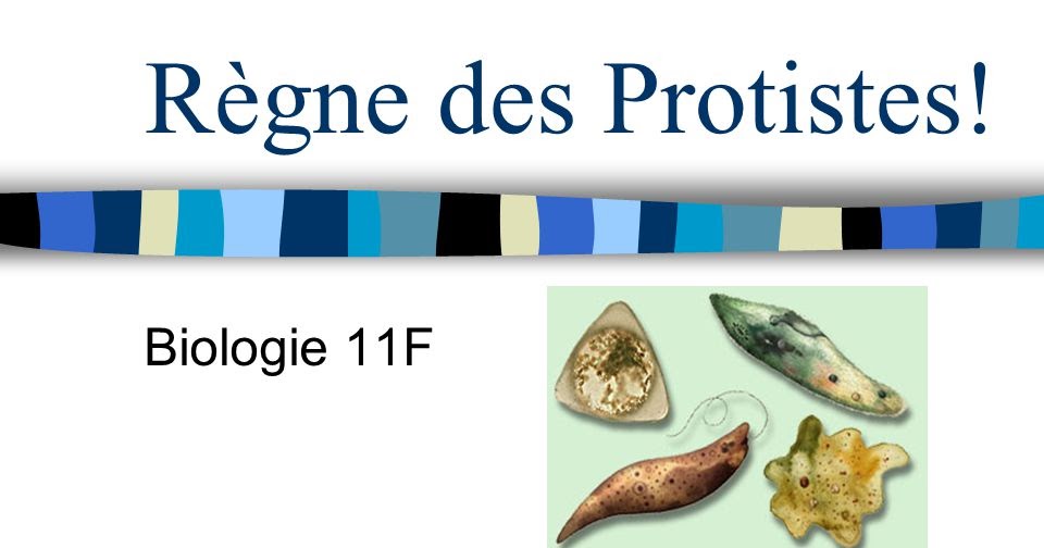 Biologie 10: Le règne des protistes