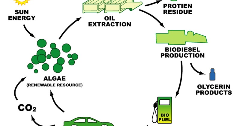 Algae Fuel | New method to make bio fuels | Alternative to liquid ...