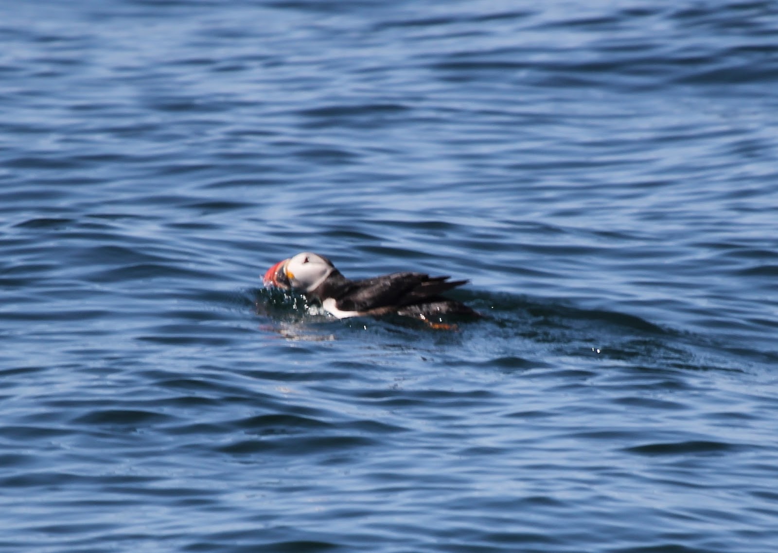 Askari Sailing: Puffin Soup on our way to MDI