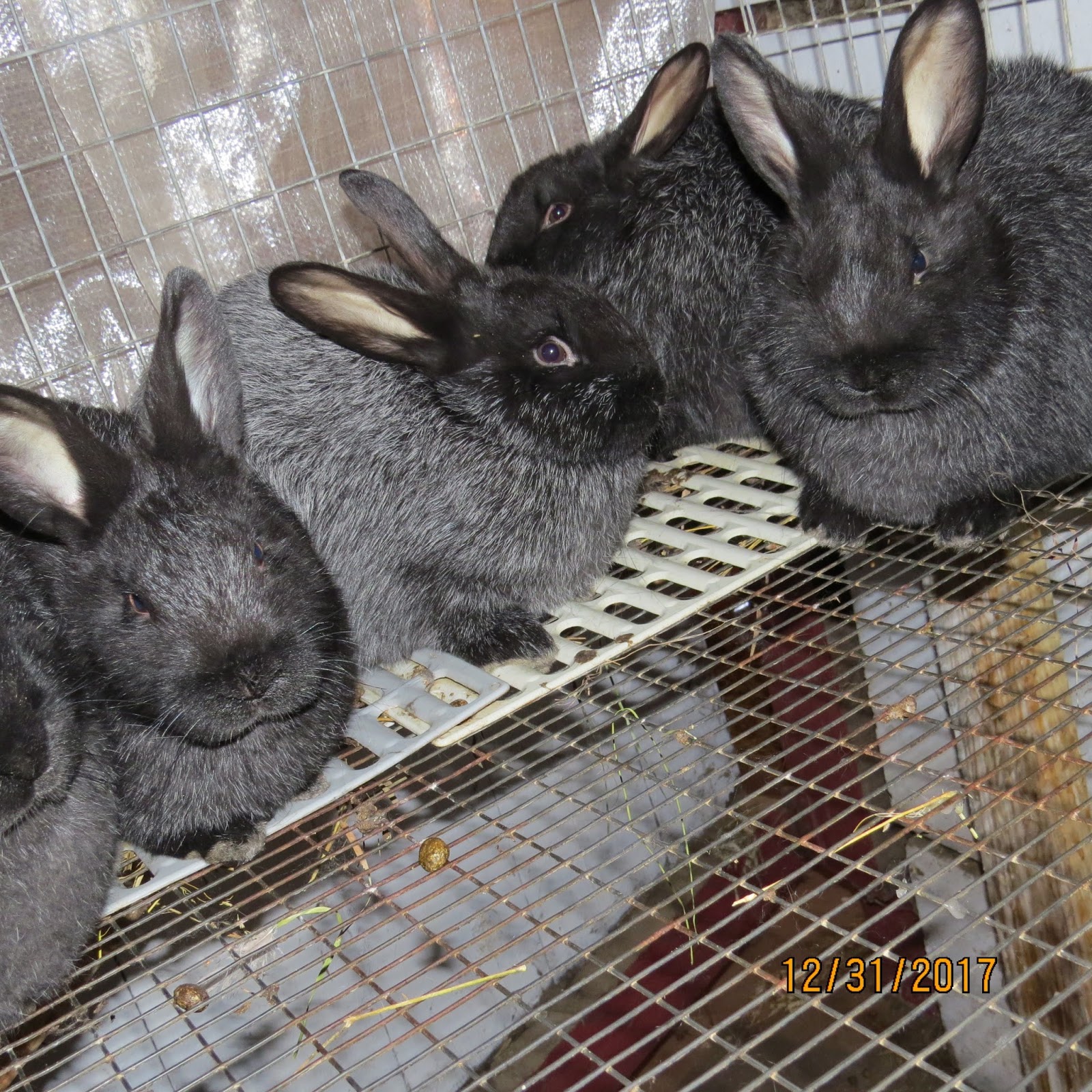 Reiter's Silver Fox Rabbits: 2018