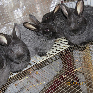 Reiter's Silver Fox Rabbits: 2018