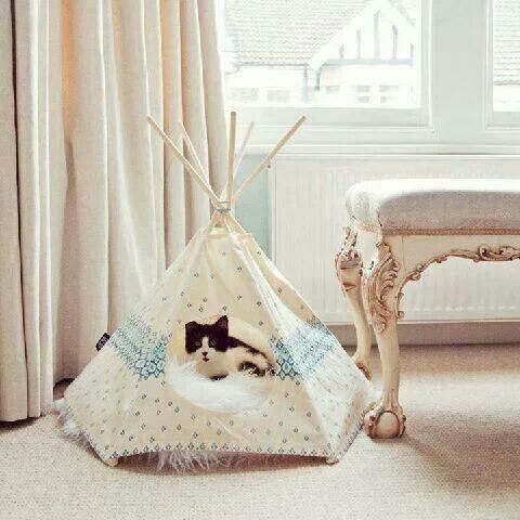 Wild Wild West |Sunny Days & Starry Nights