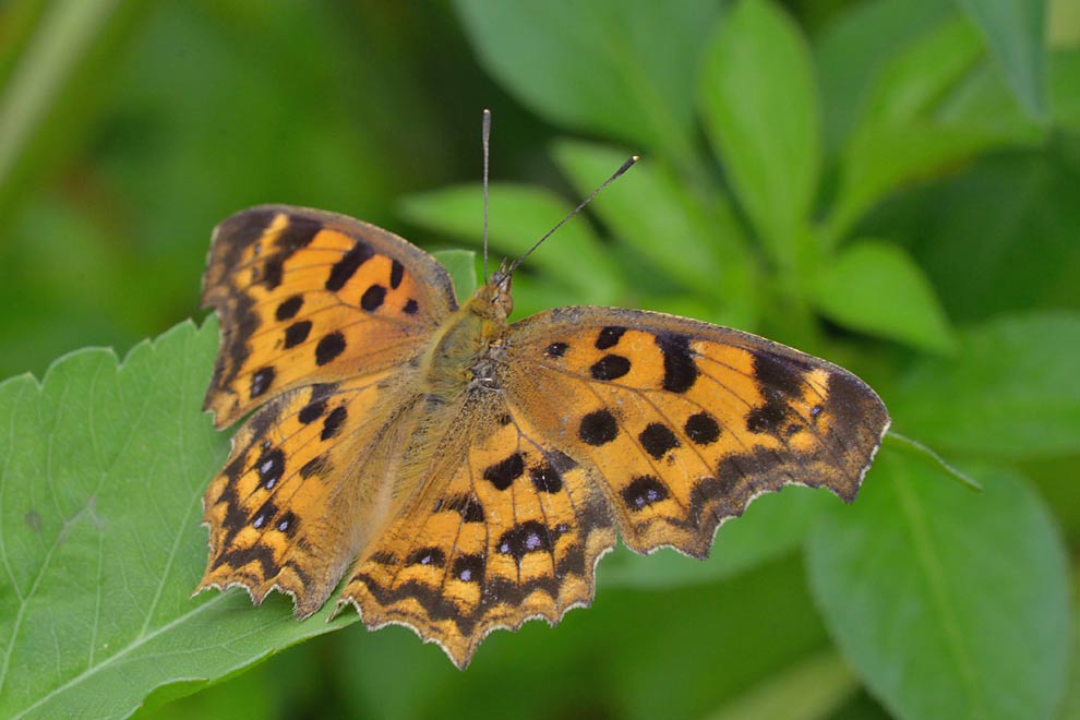 Beauty of Fauna and Flora in Nature: A Wet Day of Butterfly Outing at ...