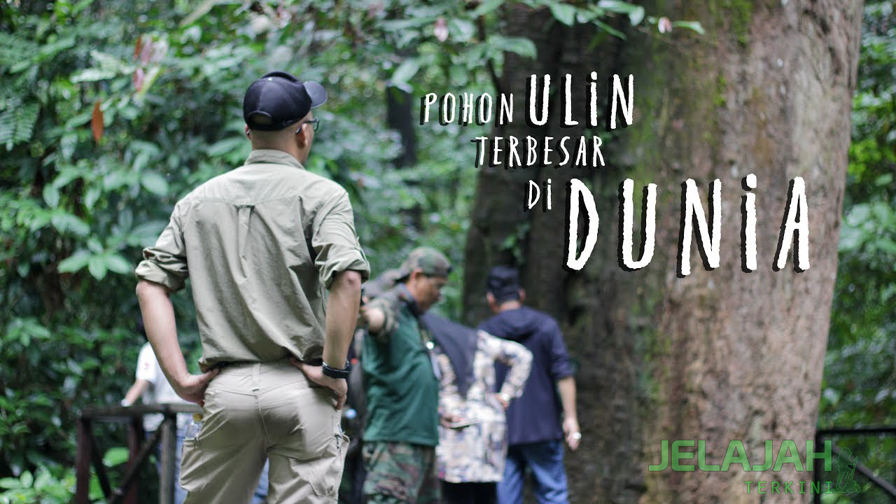 POHON ULIN POHON TERBESAR DI INDONESIA , TERNYATA JUGA TERBESAR DI ...