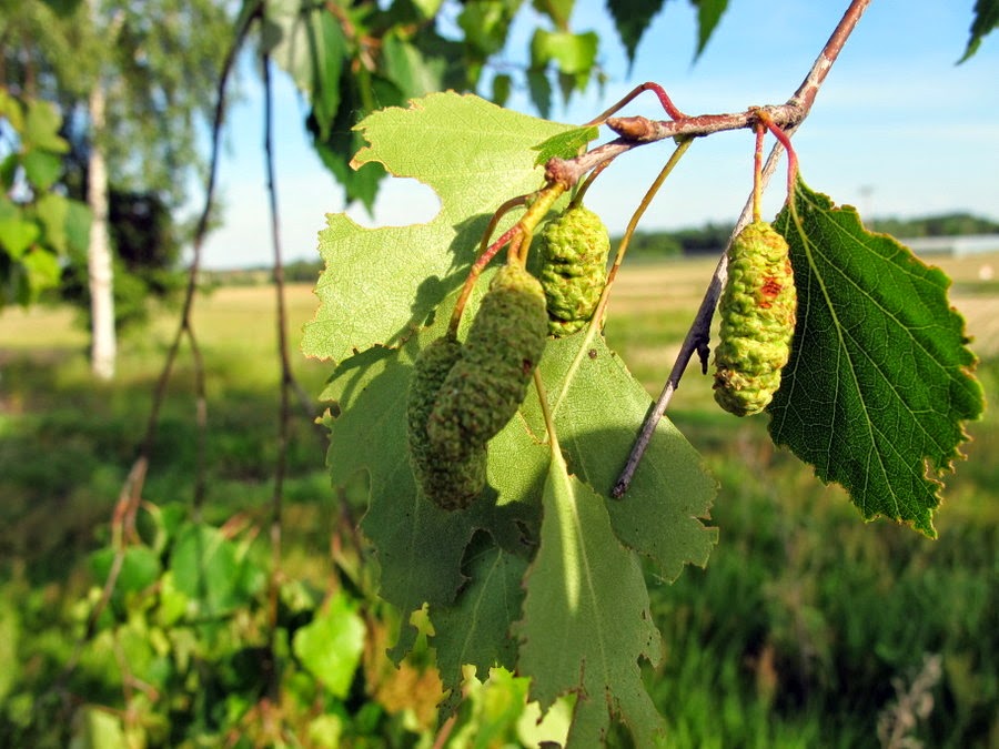 FLORA NEL SALENTO e.. anche altrove: Betula pendula Roth - Betulaceae ...