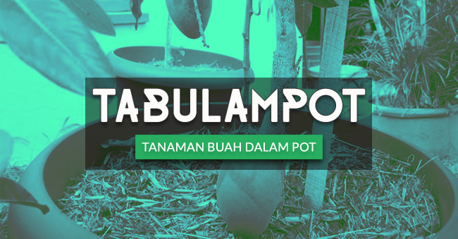 Gubuk Tani : Tabulampot